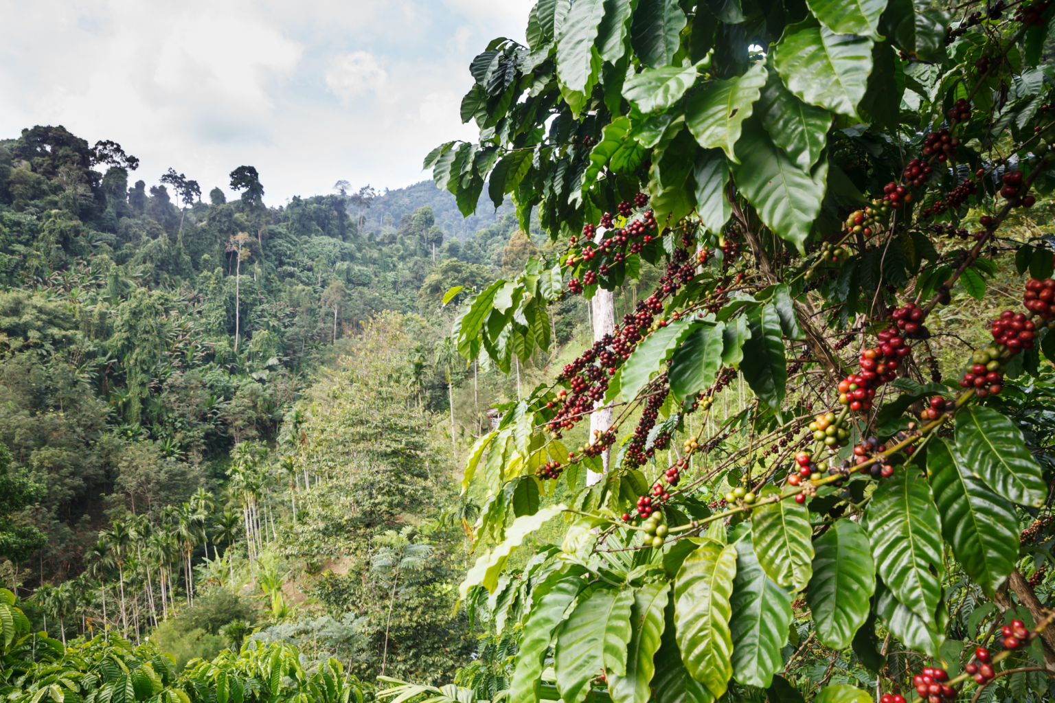 What is Liberica Coffee – The World’s Rarest Coffee Type